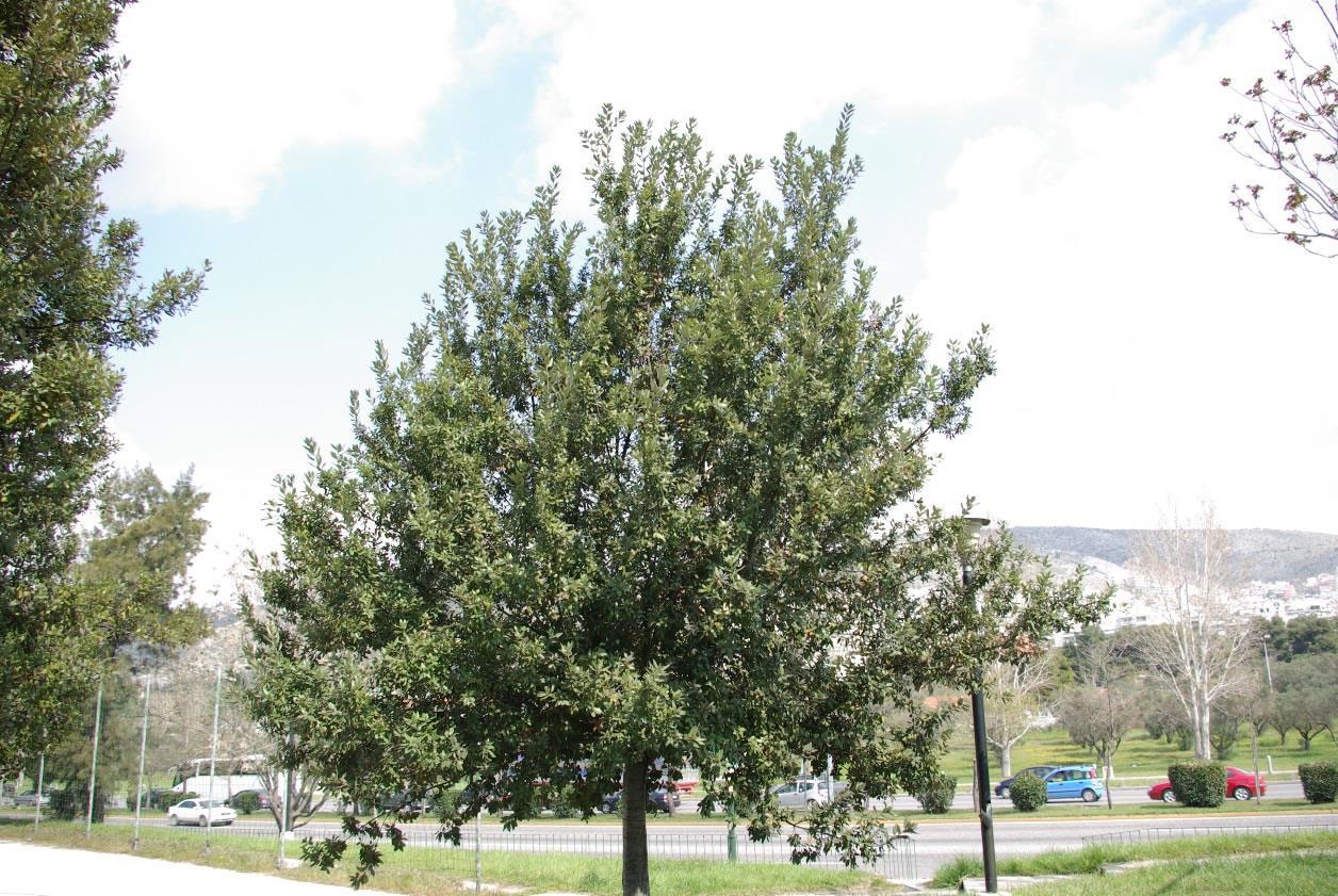 ΑΡΙΑ, ΒΕΛΑΝΙΔΙΑ – GreenandHealth.gr