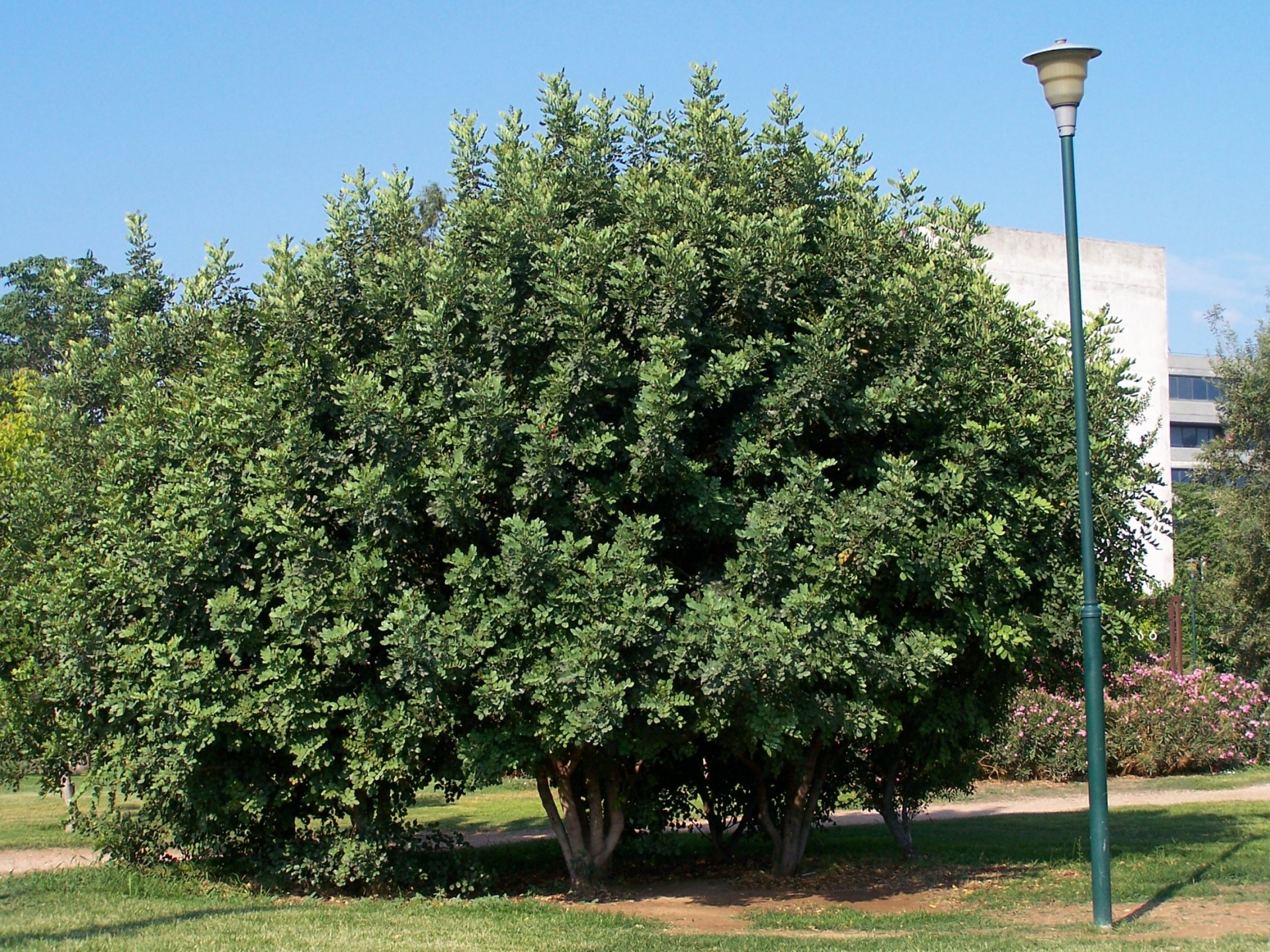 ΧΑΡΟΥΠΙΑ – GreenandHealth.gr