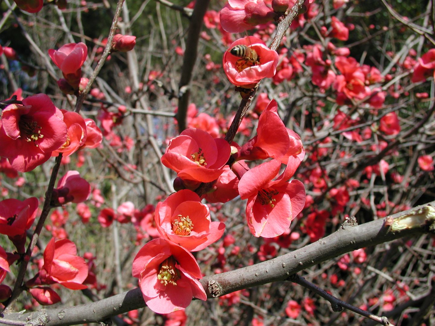 ΤΣΙΝΤΟΝΙΑ, ΑΝΘΟΚΥΔΩΝΙΑ – GreenandHealth.gr