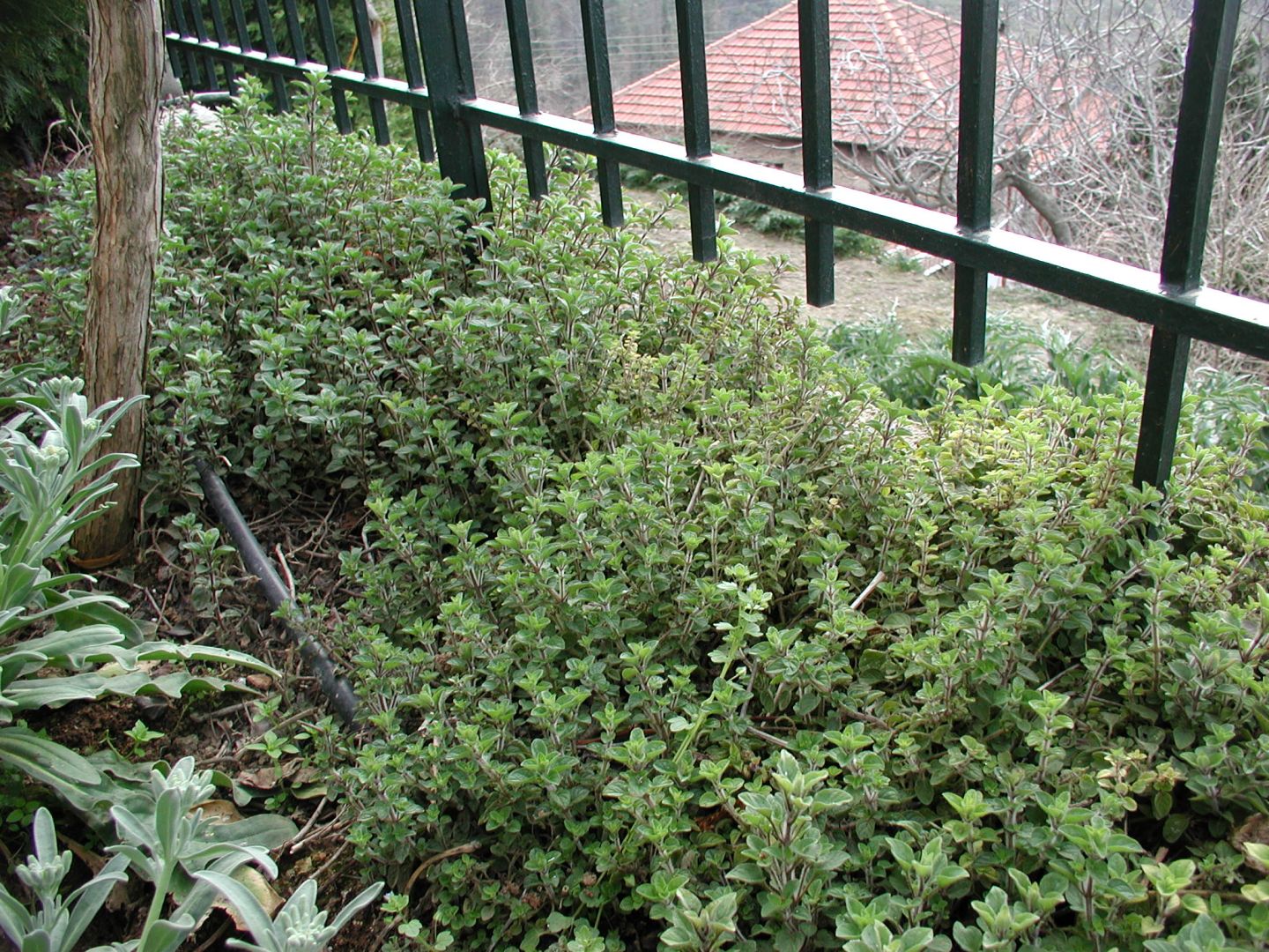 ΡΙΓΑΝΗ – GreenandHealth.gr