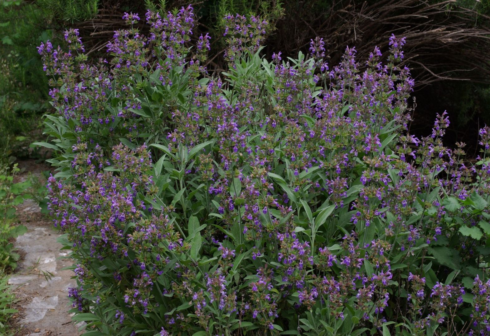 ΦΑΣΚΟΜΗΛΟ – GreenandHealth.gr