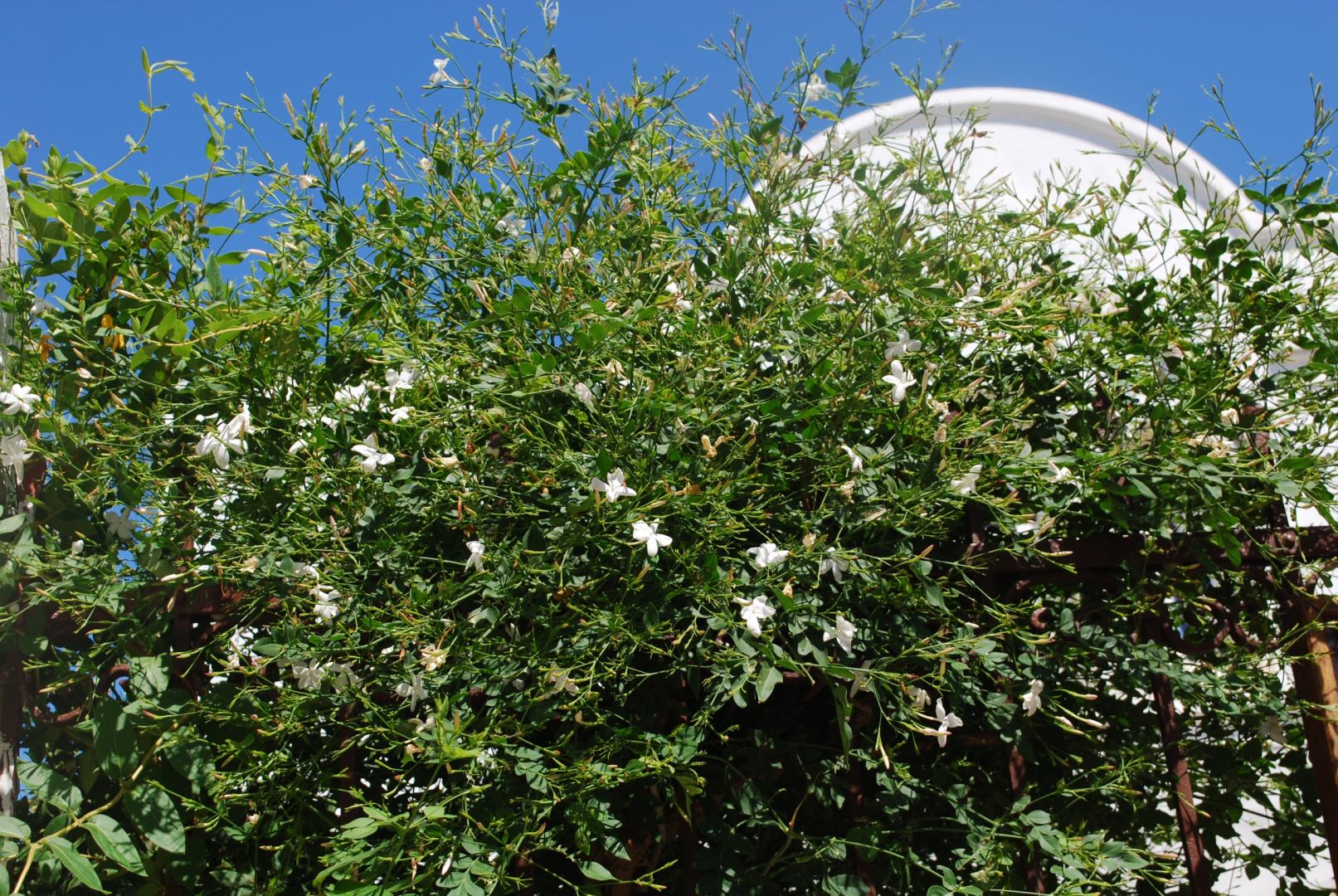 ΓΙΑΣΕΜΙ ΧΙΩΤΙΚΟ – GreenandHealth.gr