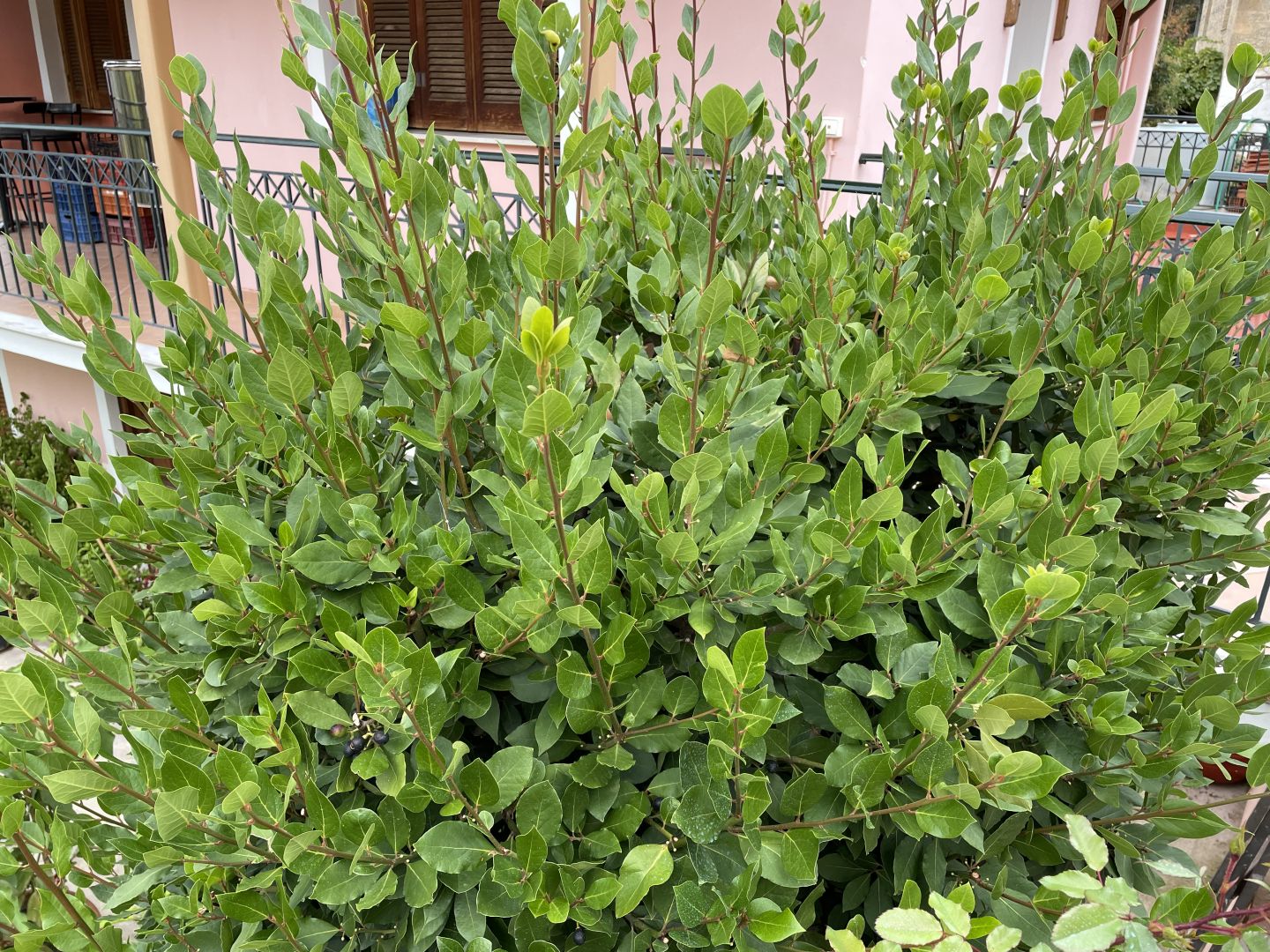 ΔΑΦΝΗ ΑΠΟΛΛΩΝΑ – GreenandHealth.gr