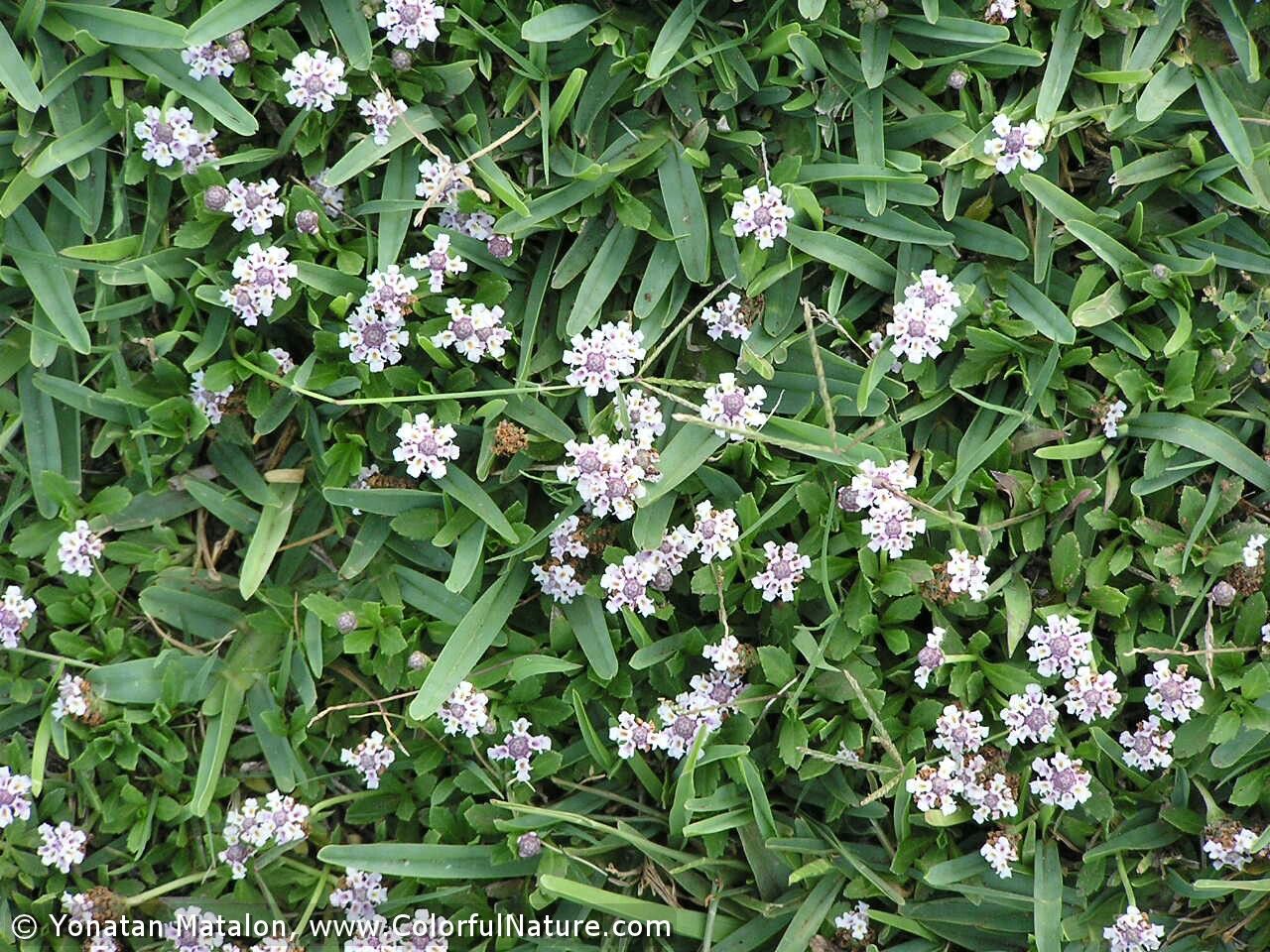 ΛΙΠΠΙΑ – GreenandHealth.gr