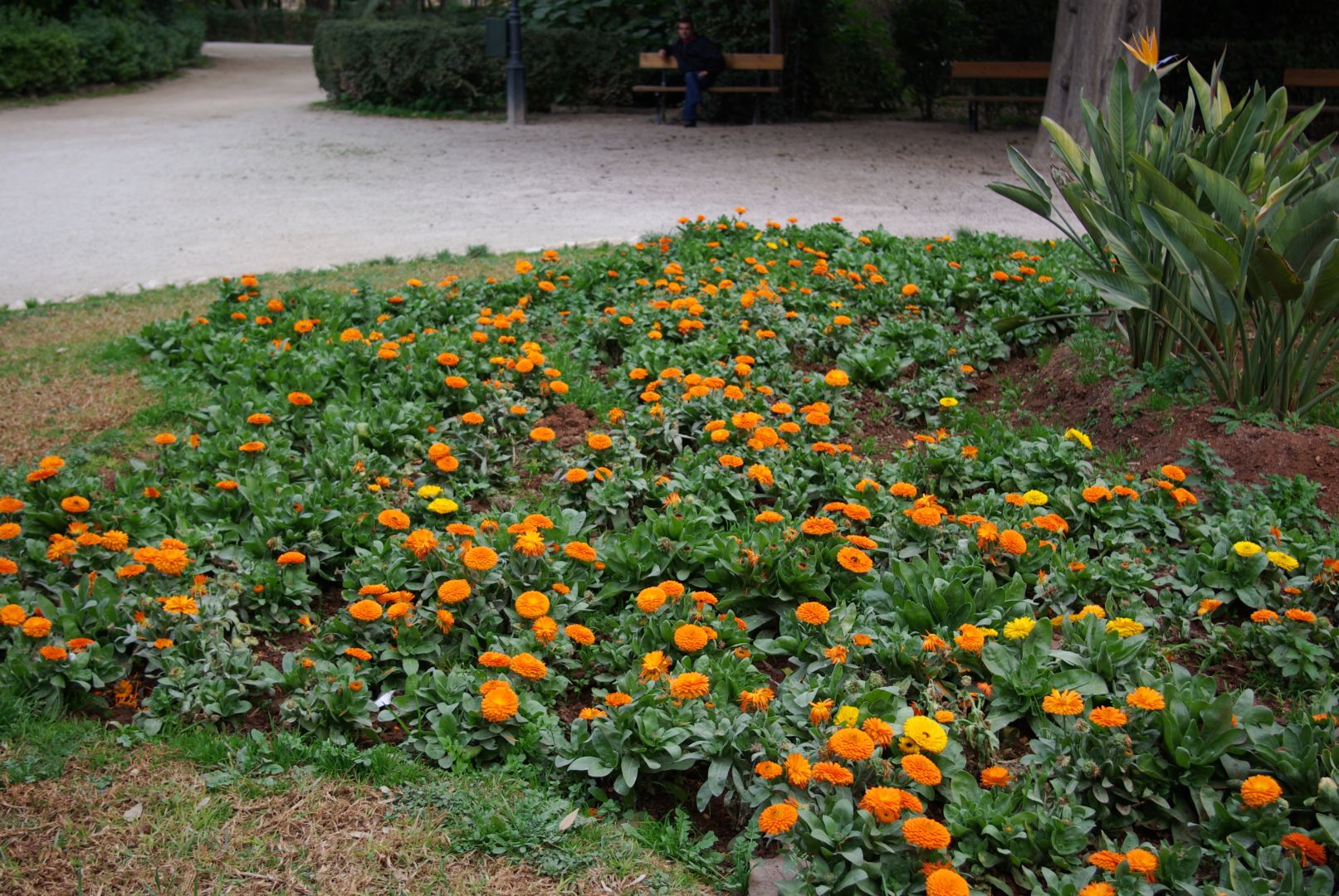 ΚΑΛΕΝΤΟΥΛΑ – GreenandHealth.gr