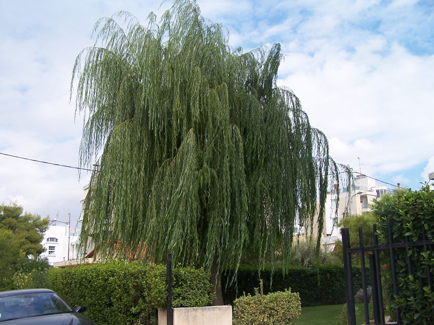 ΙΤΙΑ ΚΛΑΙΟΥΣΑ – GreenandHealth.gr