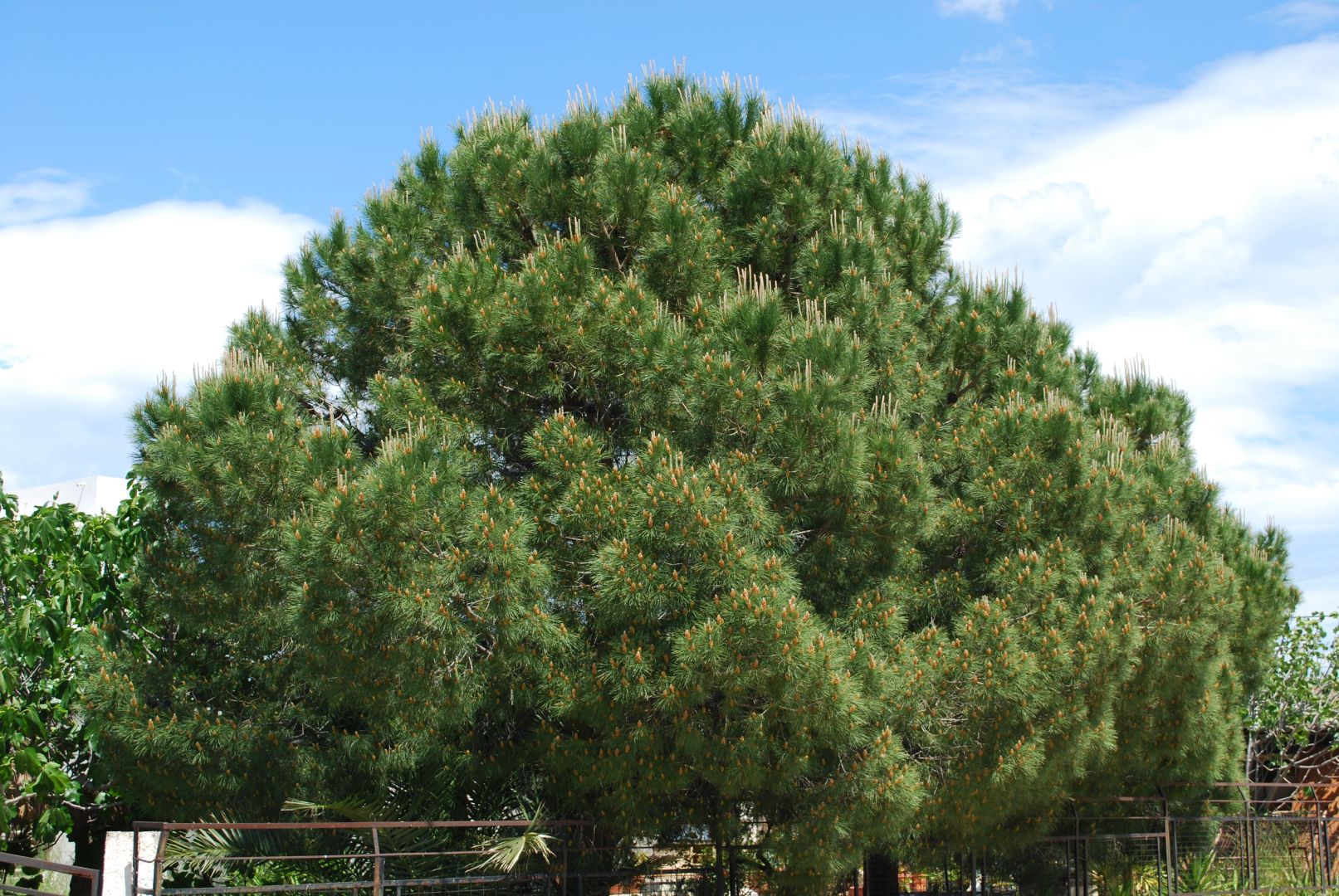 ΠΕΥΚΟ ΗΜΕΡΟ, ΚΟΥΚΟΥΝΑΡΙΑ – GreenandHealth.gr