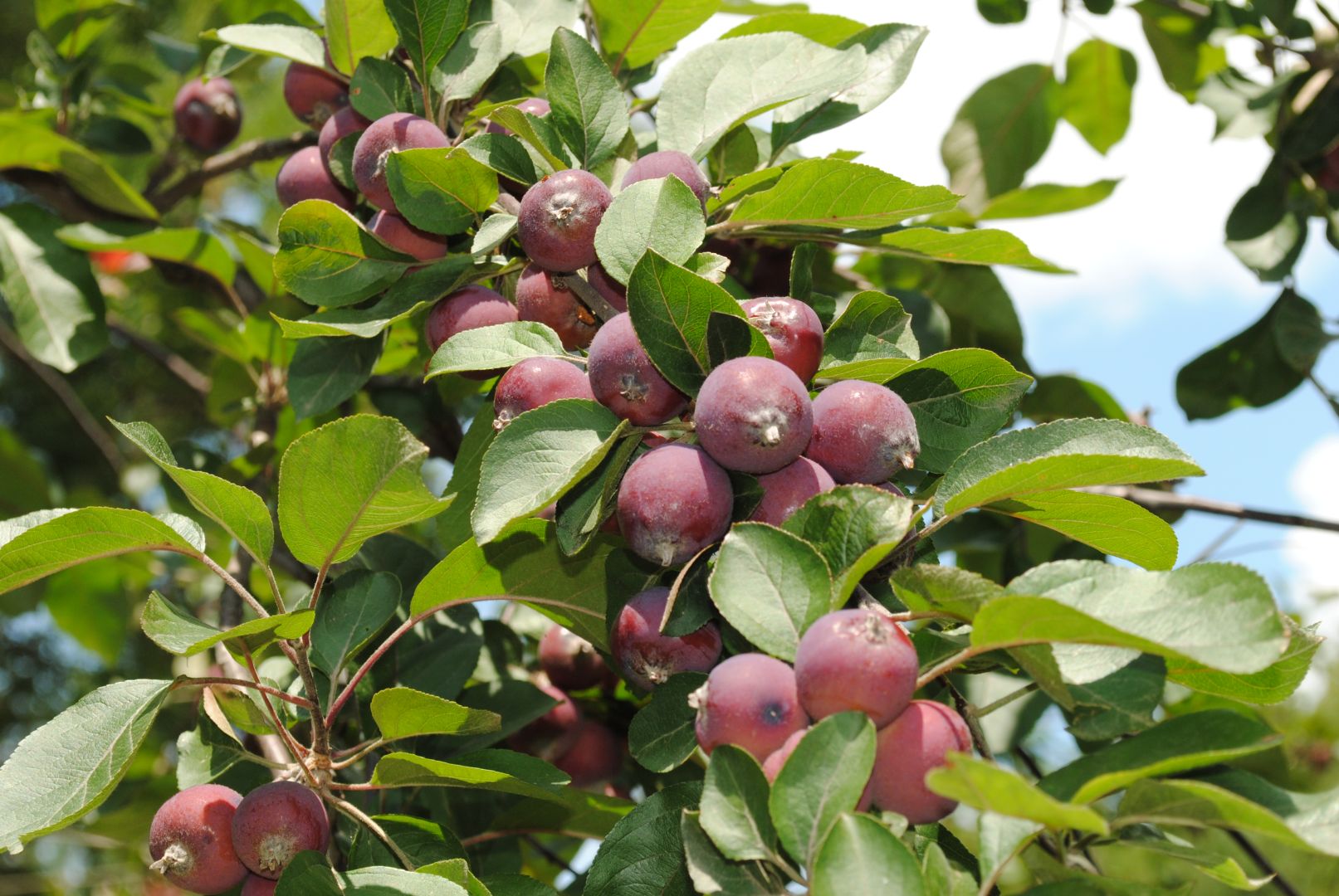 ΜΗΛΙΑ ΚΑΛΛΩΠΙΣΤΙΚΗ – GreenandHealth.gr