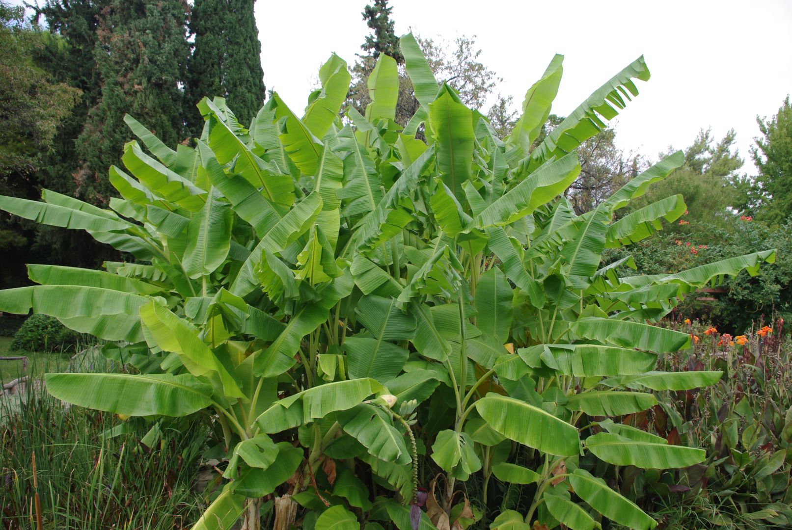 ΜΠΑΝΑΝΙΑ – GreenandHealth.gr