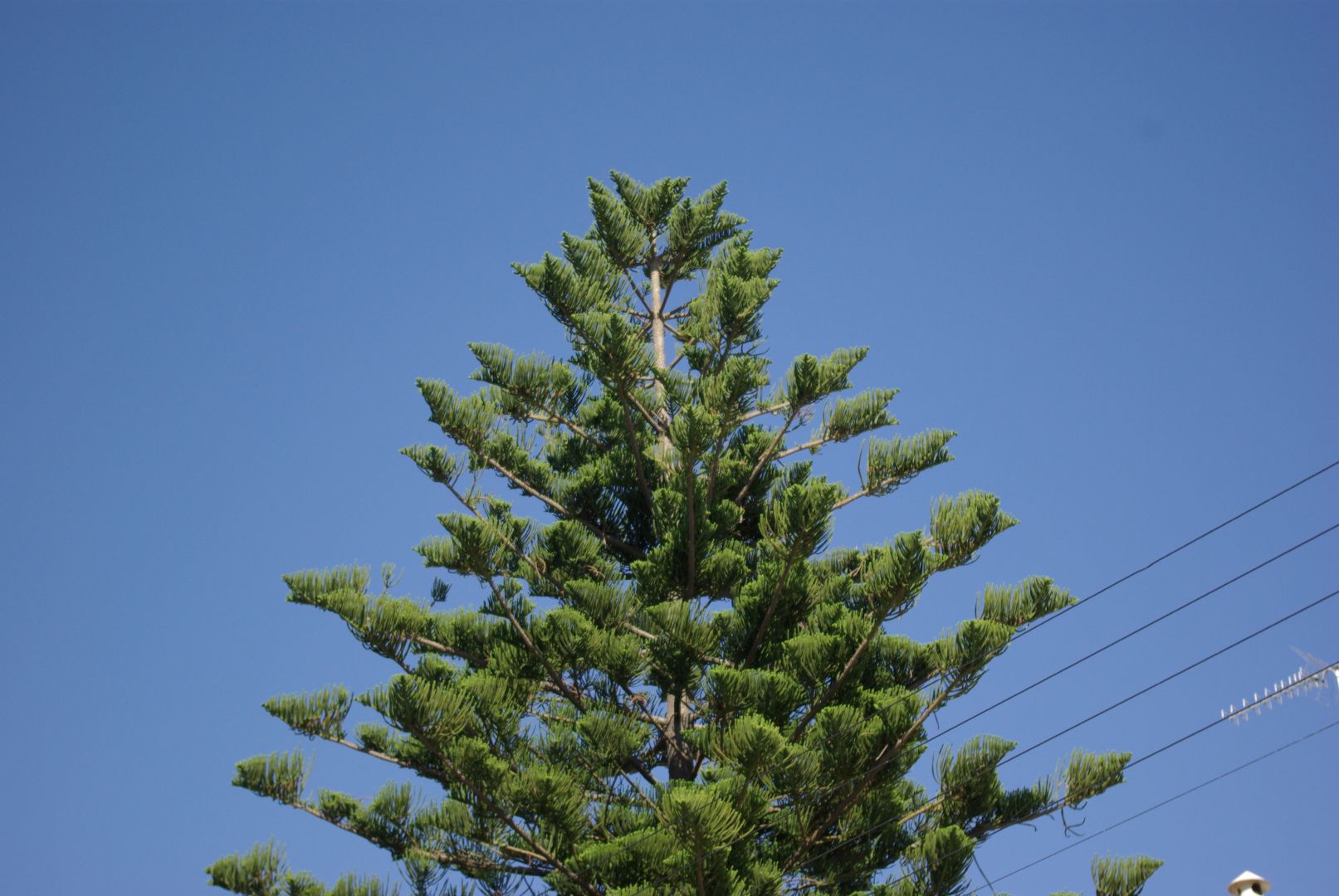 AΡΩΚΑΡΙΑ ΥΨΙΚΑΡΙΝΟΣ – GreenandHealth.gr