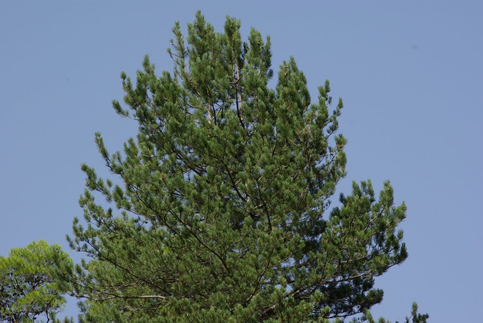 ΠΕΥΚΟ ΜΑΥΡΟ, ΑΥΣΤΡΙΑΚΟ, ΑΓΡΙΟΠΕΥΚΟ – GreenandHealth.gr