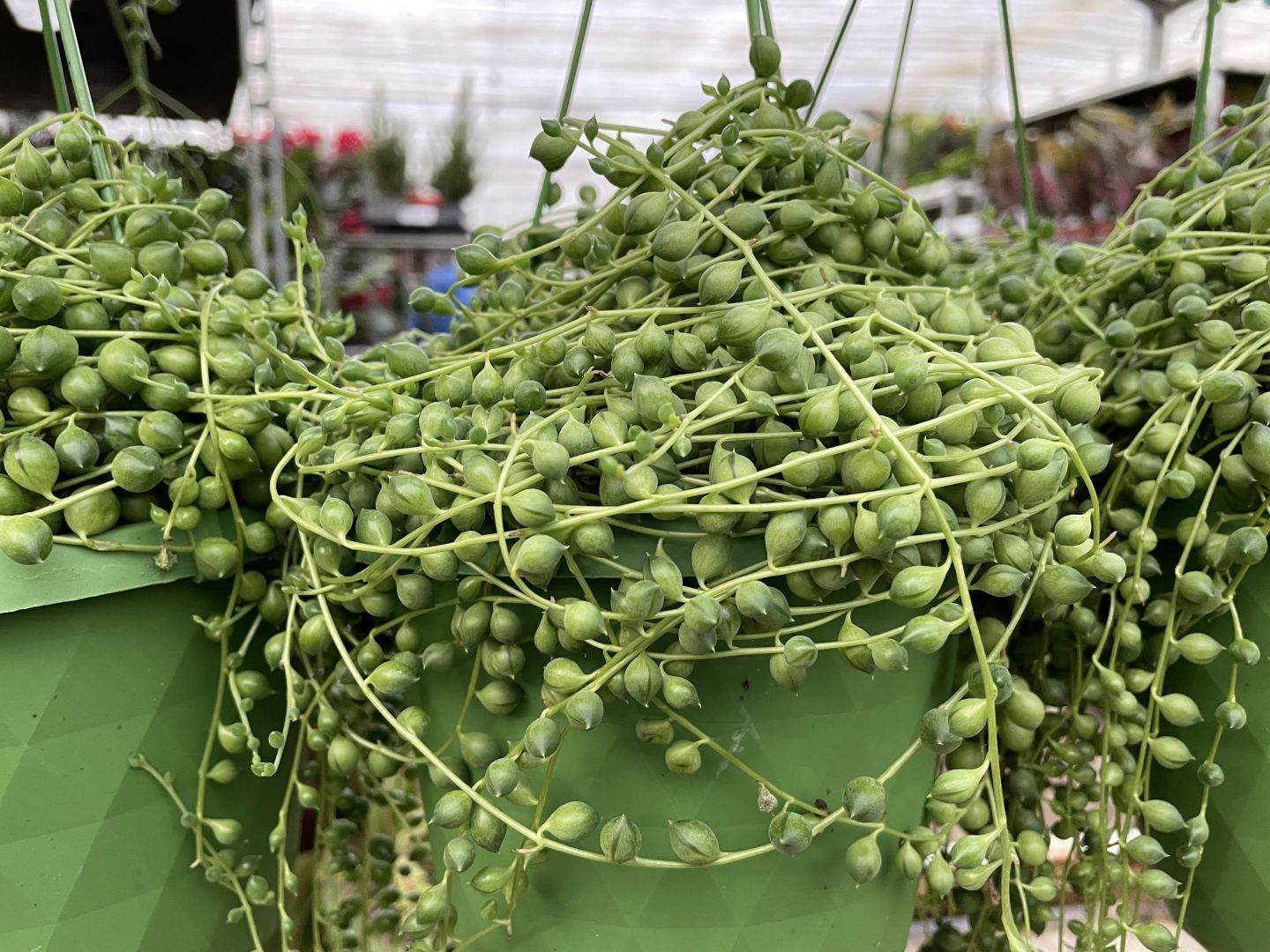ΣΕΙΡΑ ΑΠΟ ΜΑΡΓΑΡΙΤΑΡΙΑ – GreenandHealth.gr