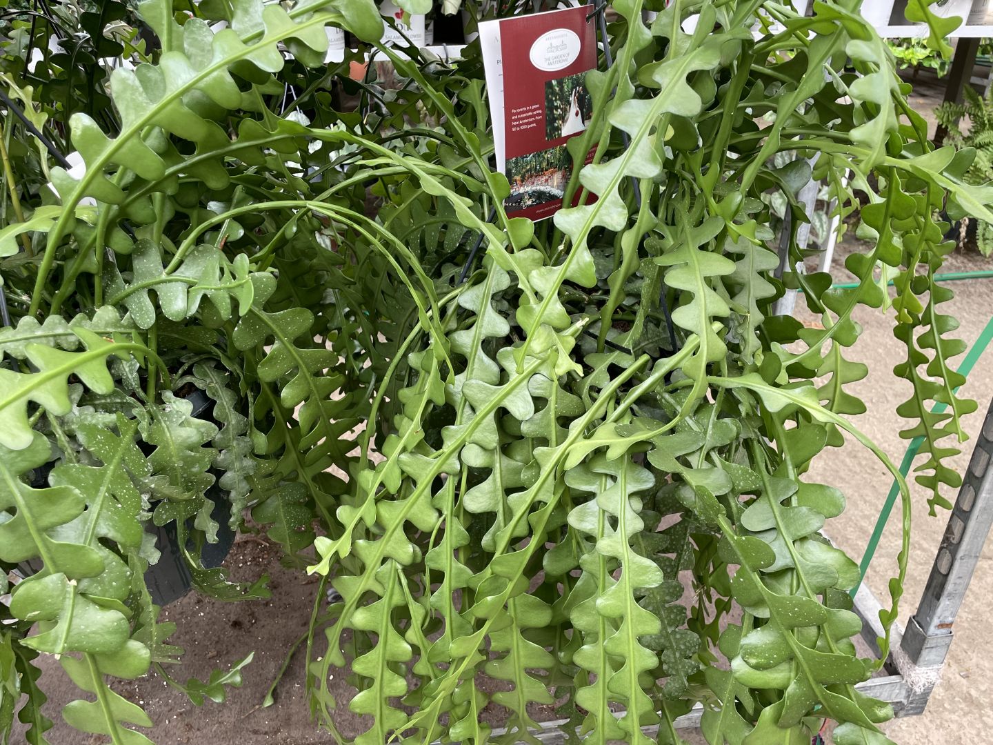 ΕΠΙΦΥΛΛΟ, ΚΑΚΤΟΣ ΨΑΡΟΚΟΚΑΛΟ – GreenandHealth.gr